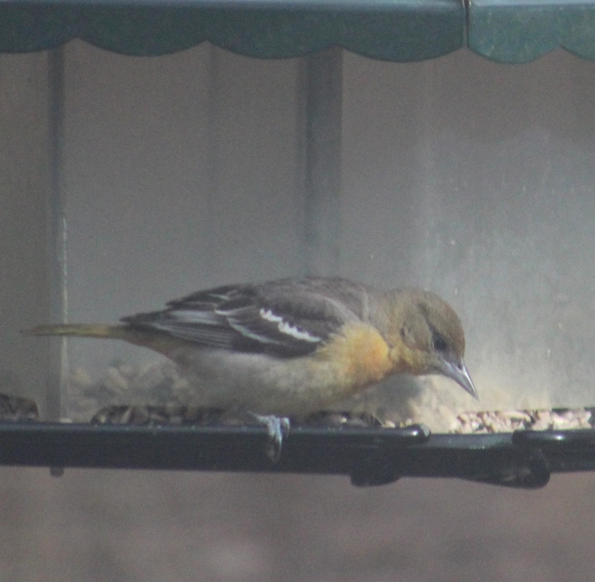 eBird Checklist - 3 Feb 2026 - HOME in Auburn, AL 36832 - 32 species
