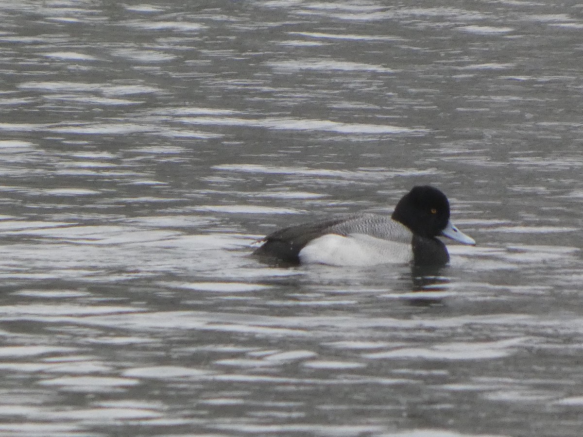 eBird Checklist - 5 Feb 2026 - Phinizy Swamp Nature Park - 36 species