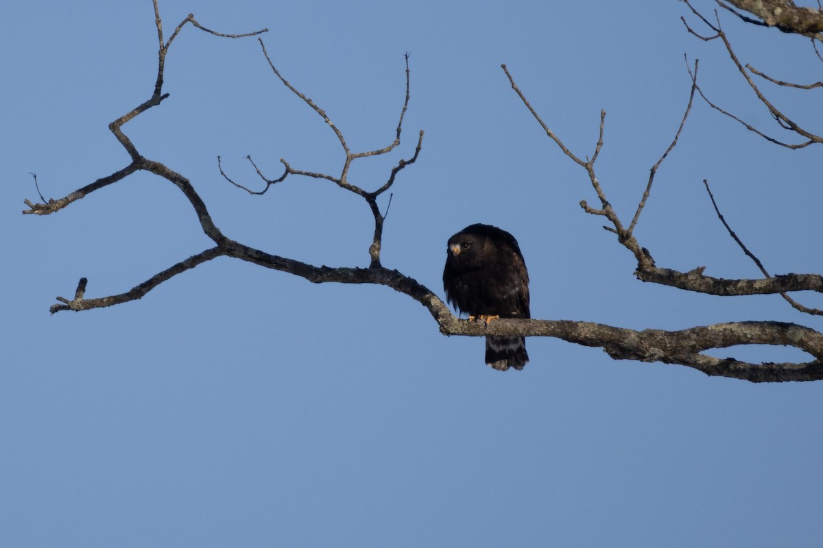 Pennsylvania Bird Atlas Checklist - 5 Feb 2026 - Gettysburg NMP--United ...