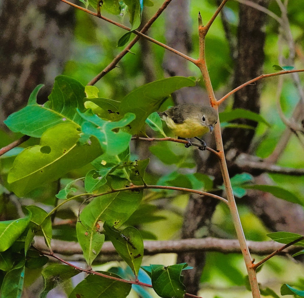 eBird Checklist - 6 Feb 2026 - Caboolture Region Environmental ...