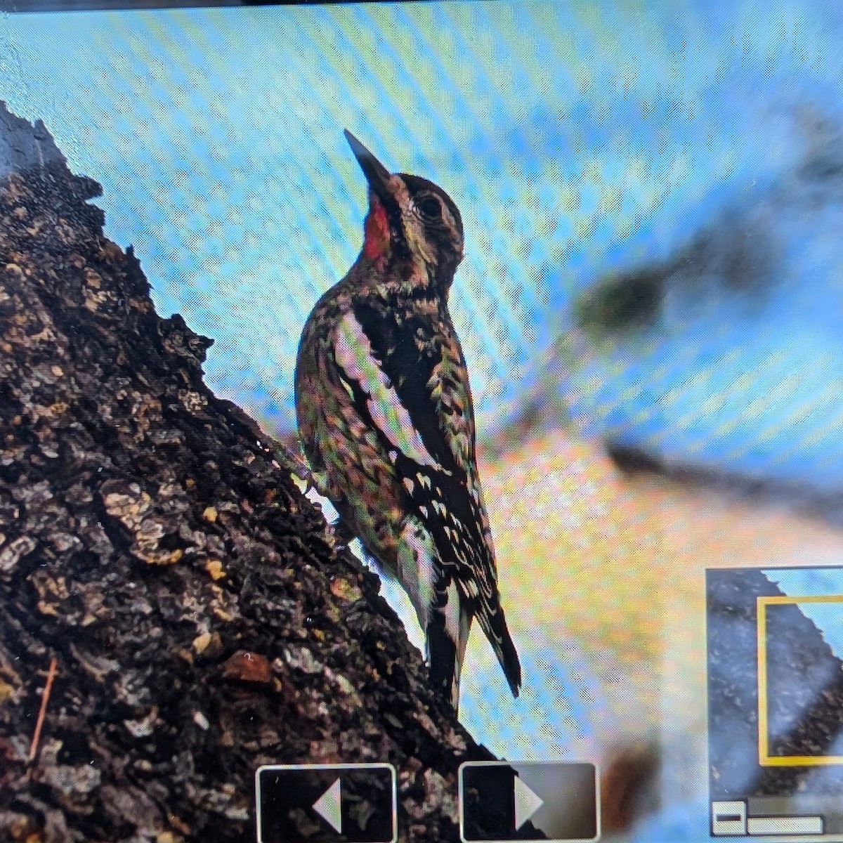 eBird Checklist - 5 Feb 2026 - Idlewild Park - 26 species (+2 other taxa)