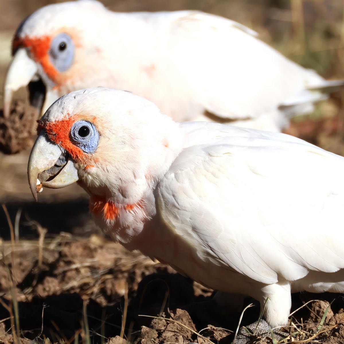eBird Checklist - 6 Feb 2026 - Australian Botanic Gardens (Shepparton ...