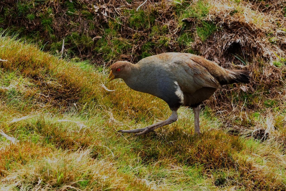 eBird Checklist - 4 Dec 2025 - Cradle Mountain National Park--Ronny ...