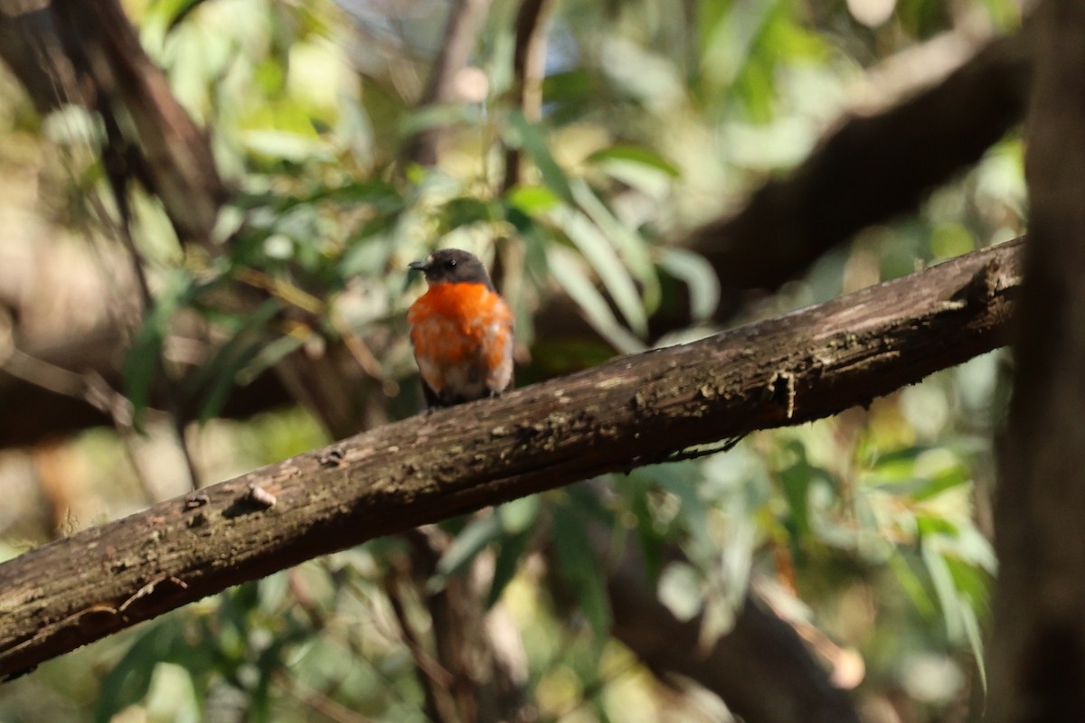 eBird Checklist - 6 Feb 2026 - Tallaganda National Park--Captains Flat ...
