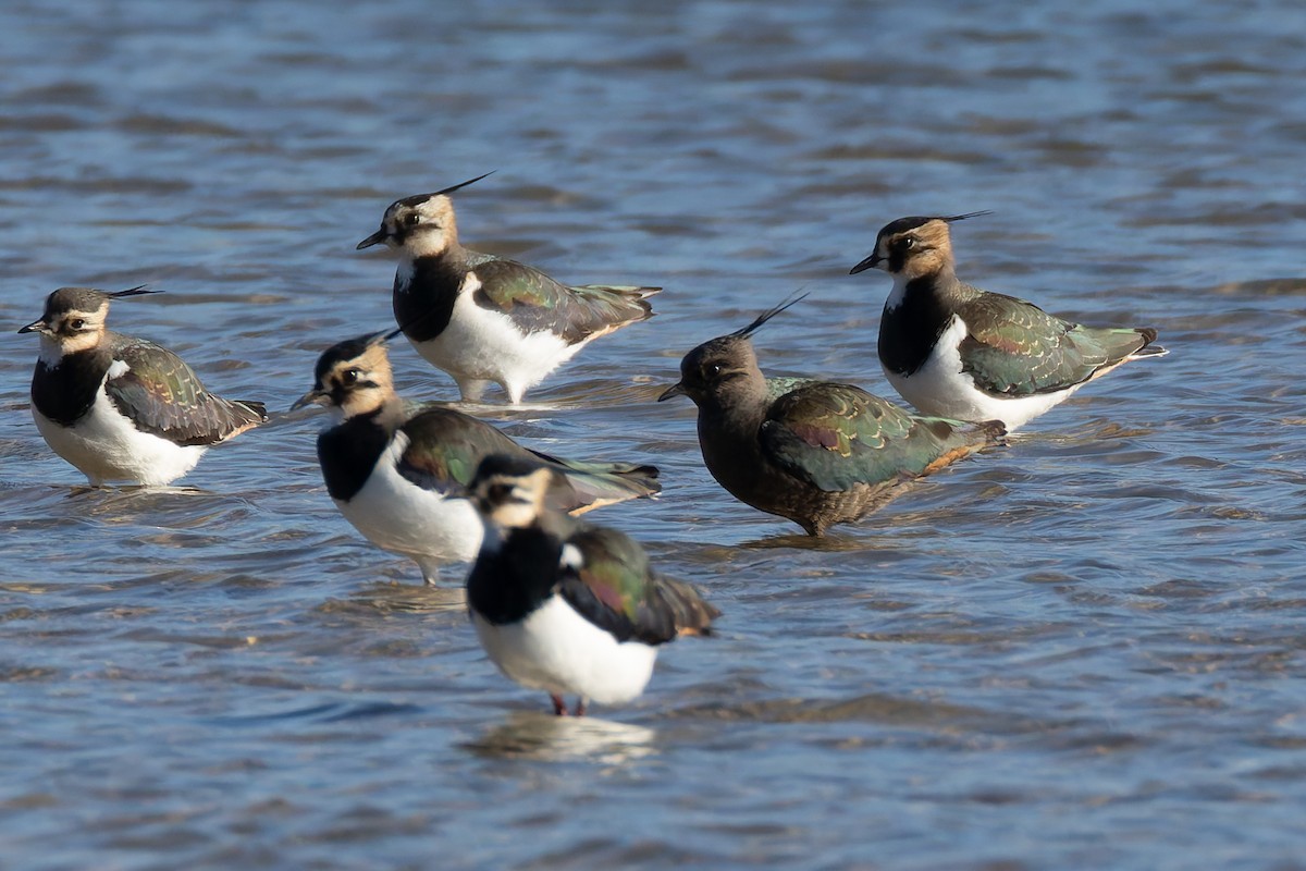 ML650364200 - Northern Lapwing - Macaulay Library