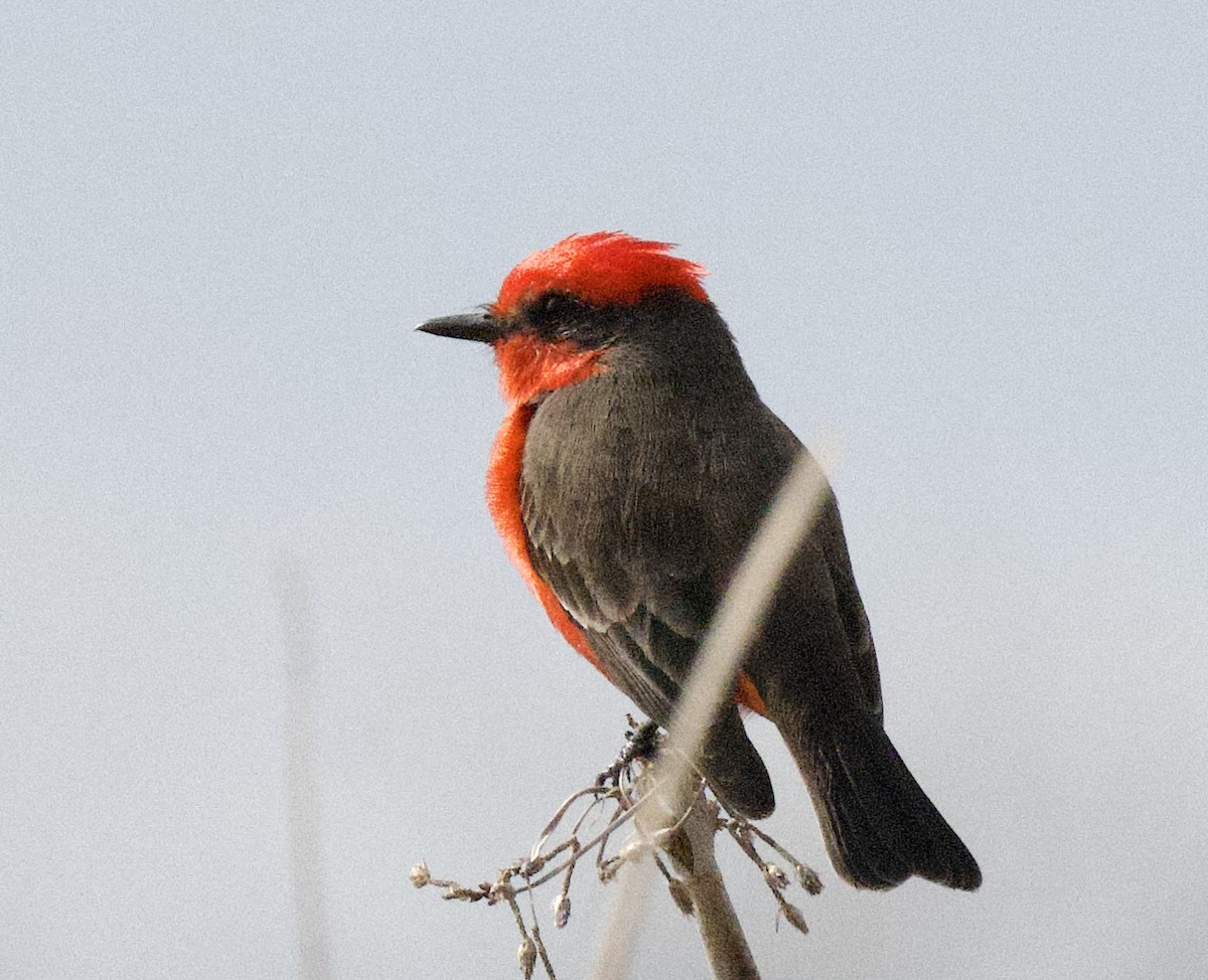 eBird Checklist - 5 Feb 2026 - Piute Ponds (permit required) - 51 ...