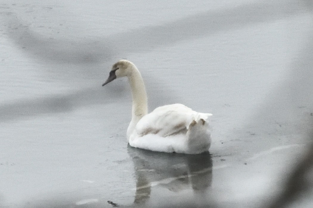 Pennsylvania Bird Atlas Checklist - 6 Feb 2026 - Martins Creek PPL boat ...
