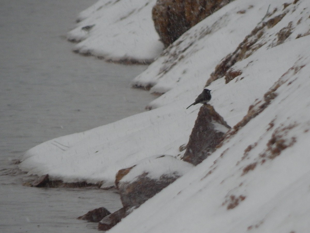 eBird Checklist - 13 Jan 2024 - Henry Hagg Lake Park (Scoggins Valley ...