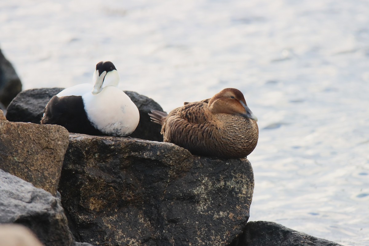 eBird Checklist - 6 Feb 2026 - Sandwich Marina - 7 species