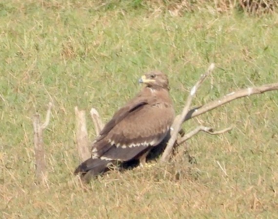 eBird Checklist - 7 Feb 2026 - Jigani Kere - 78 species