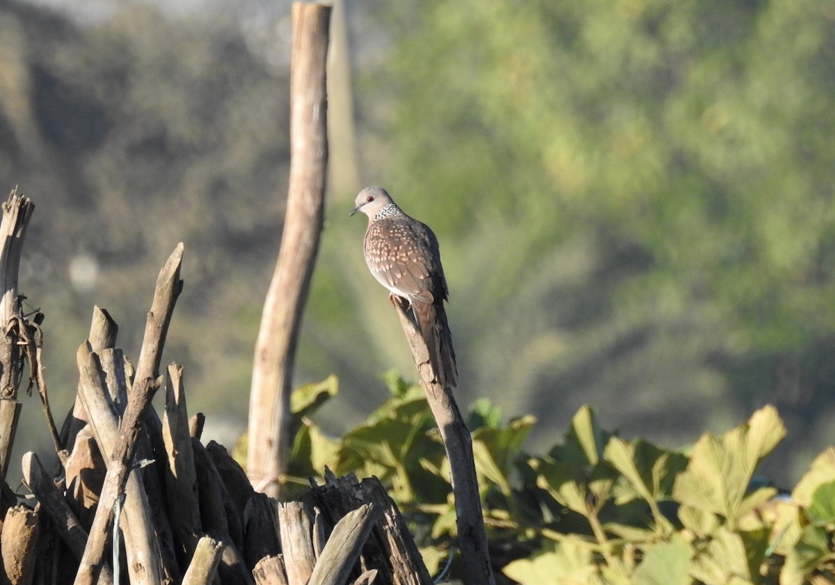 eBird Checklist - 7 Feb 2026 - Jigani Kere - 90 species