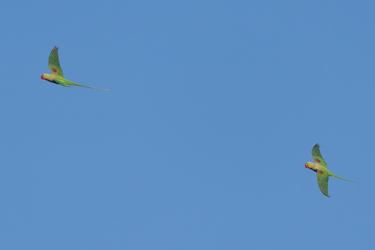 eBird Checklist - 25 Jan 2026 - 盈江湿地公园 (Yingjiang Wetland Park) - 19 ...