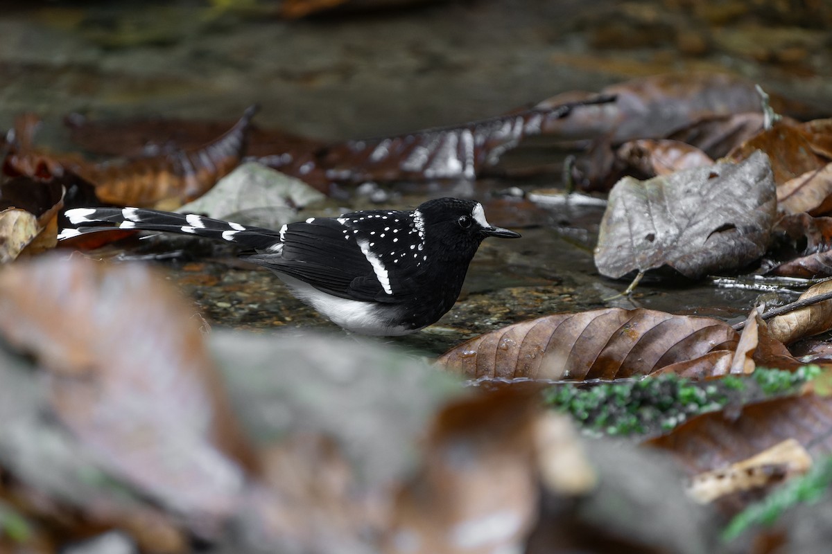 eBird Checklist - 4 Feb 2026 - 莫里热带雨林风景区 (Moli Rainforest Scenic Area ...