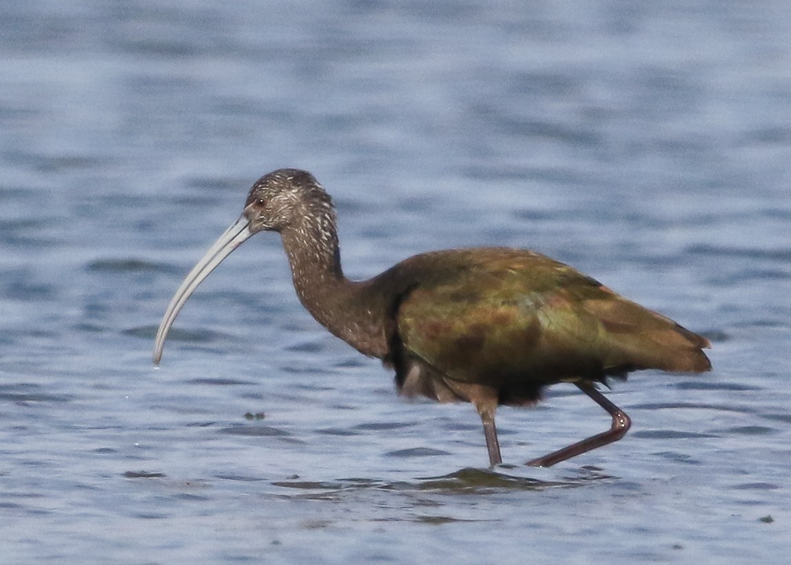 eBird Checklist - 7 Jan 2026 - Lake Negley / Soil Conservation Site 1 ...