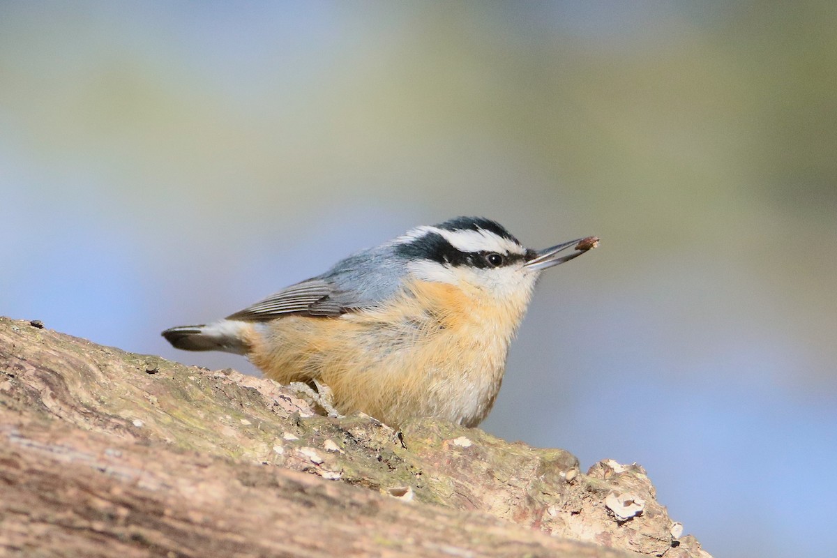 eBird Checklist - 7 Feb 2026 - Fairfield Loop - Pleasant Lake and ...