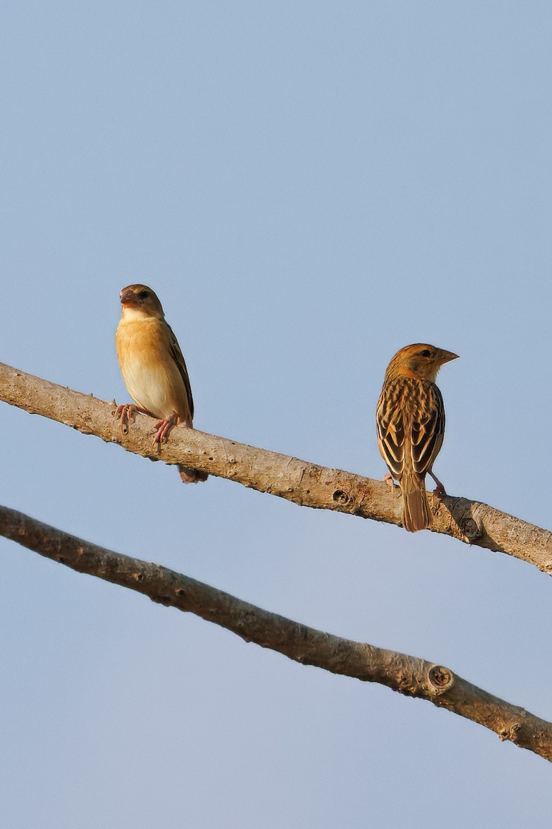 eBird Checklist - 23 Feb 2025 - Mae Ai--Huai Pu paddies - 22 species