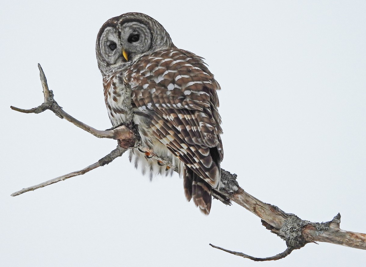 eBird Checklist - 7 Feb 2026 - 1255 Cooks Brook Road, Cooks Brook, Nova ...