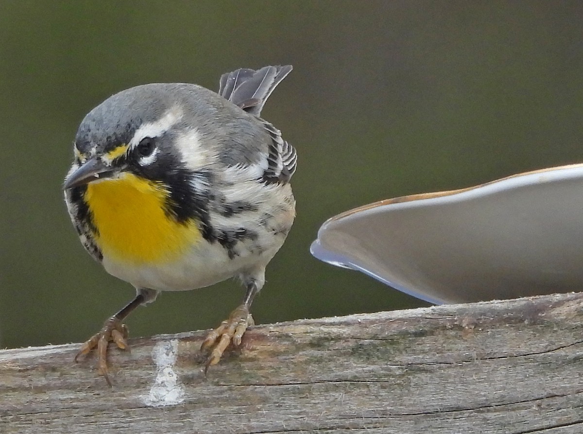eBird Checklist - 7 Feb 2026 - 9 Navy Pool Loop, Head of Jeddore, Nova ...