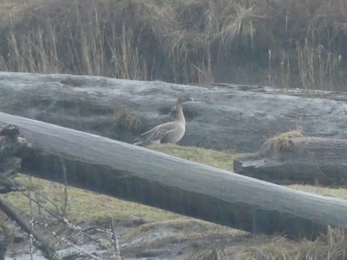 eBird Checklist - 7 Feb 2026 - Taiga Bean Goose Stakeout 2026 - 12 species