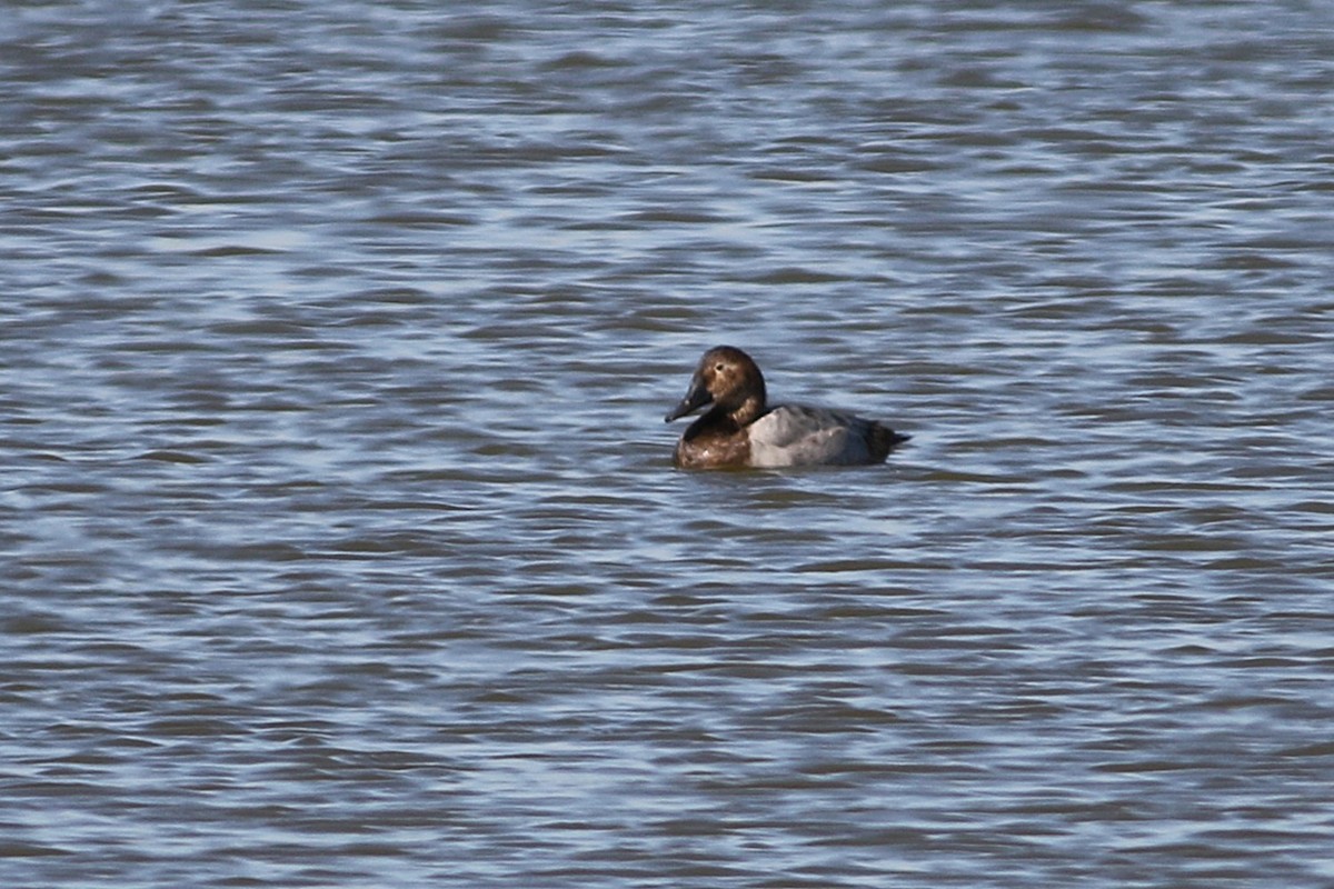 eBird Checklist - 7 Feb 2026 - Marathon (ex-Amoco) Settling Ponds ...