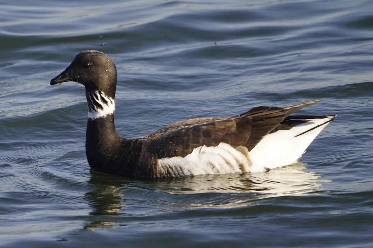 eBird Checklist - 7 Feb 2026 - Bolsa Chica Ecological Reserve - 71 species