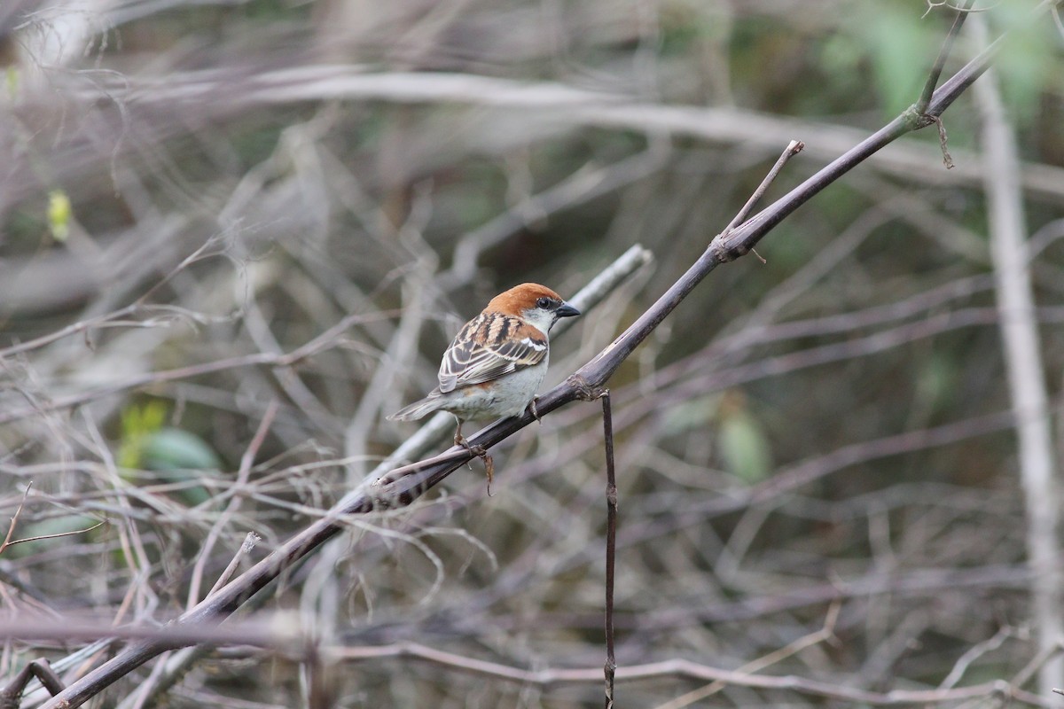 ML650479443 - Russet Sparrow - Macaulay Library