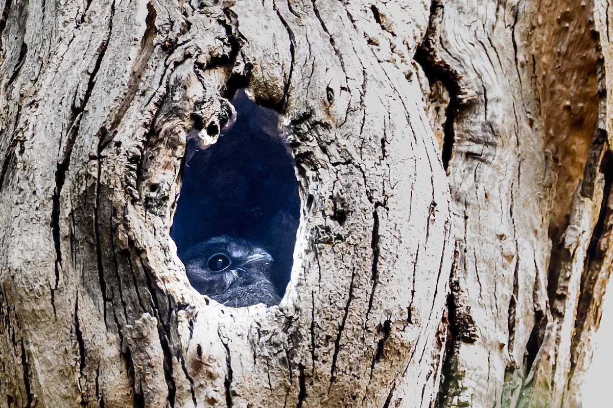 eBird Checklist - 8 Feb 2026 - Yarran Dheran Nature Reserve, Mitcham AU ...