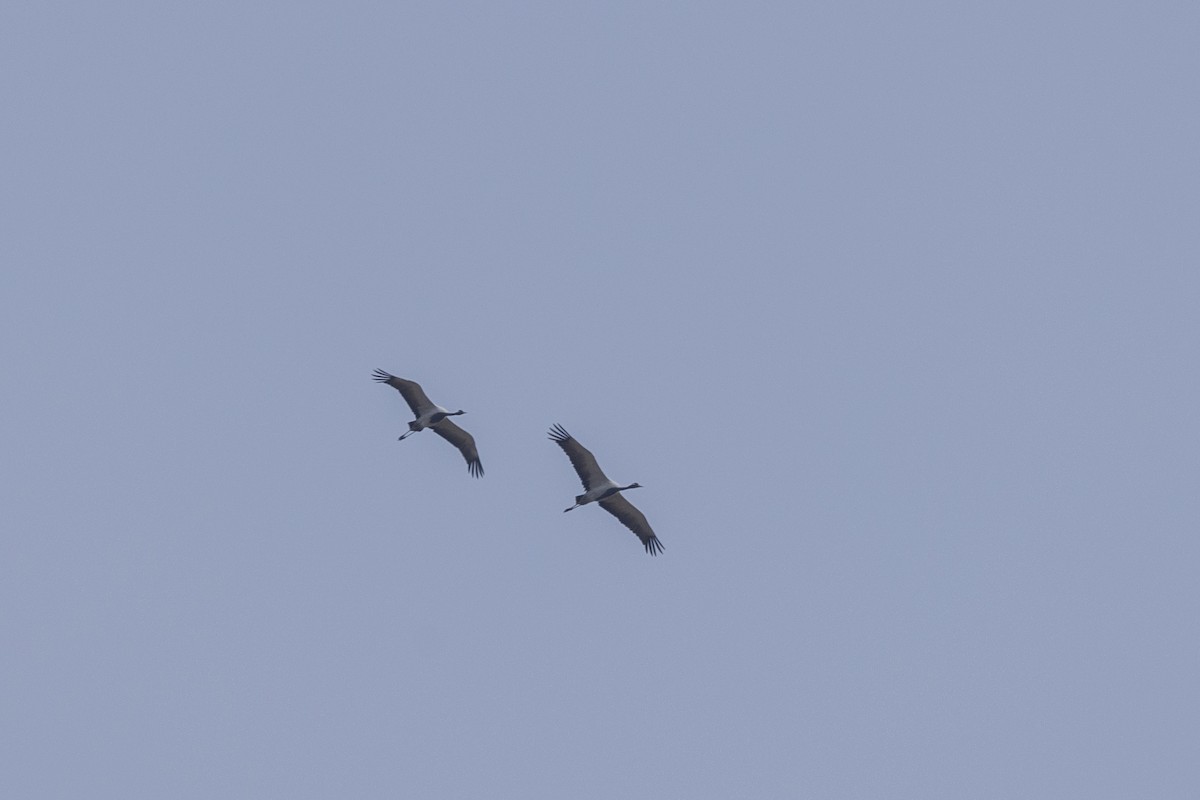 eBird Checklist - 2 Feb 2026 - Rajvi Party Plot Beach - 73 species (+2 ...