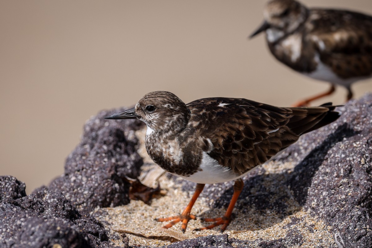 eBird Checklist - 5 Feb 2026 - Annie’s Place. Cabo Roja - 7 species