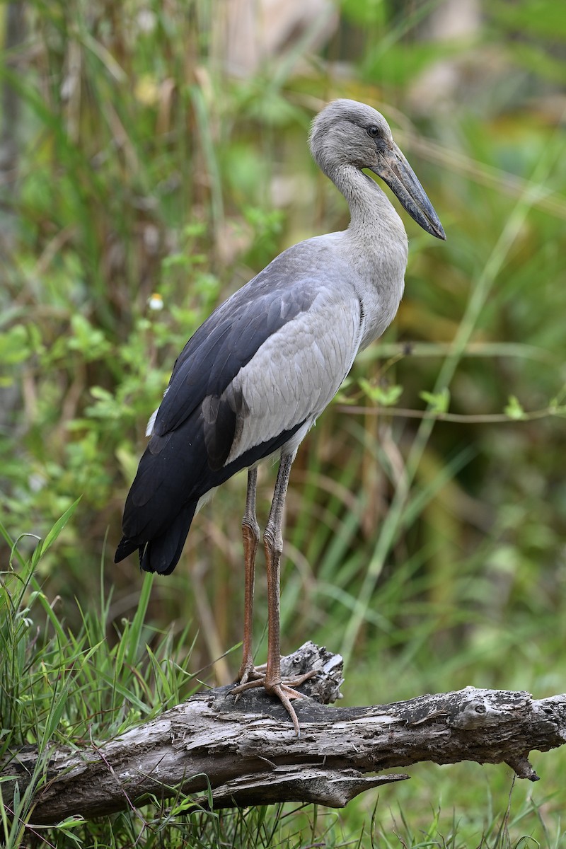 eBird Checklist - 8 Feb 2026 - Bidadari Park (inc. former Bidadari ...