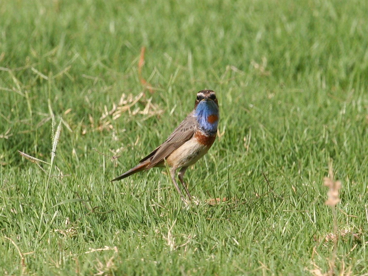 eBird Checklist - 22 Mar 2006 - Taba - 25 species (+1 other taxa)