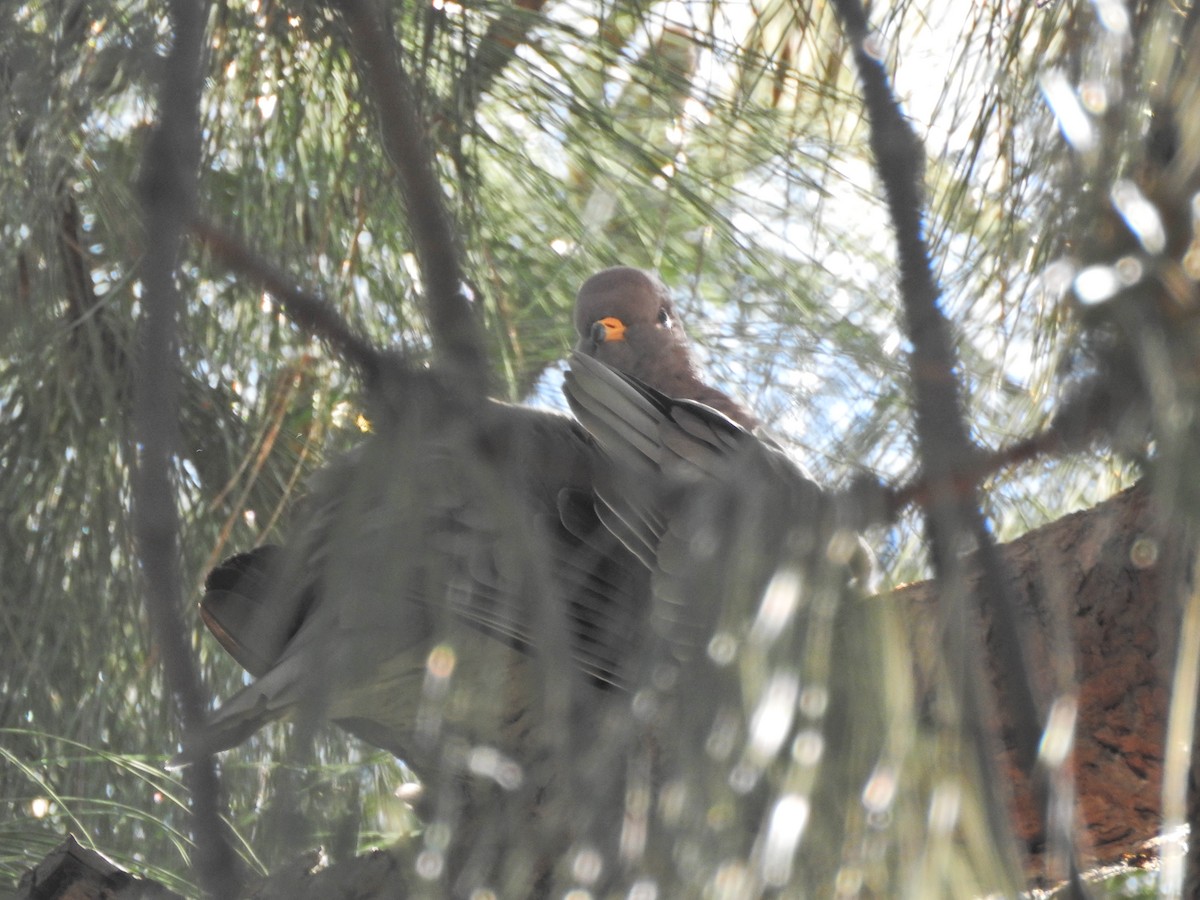 eBird Checklist - 8 Feb 2026 - Columbus Tustin Park - 24 species