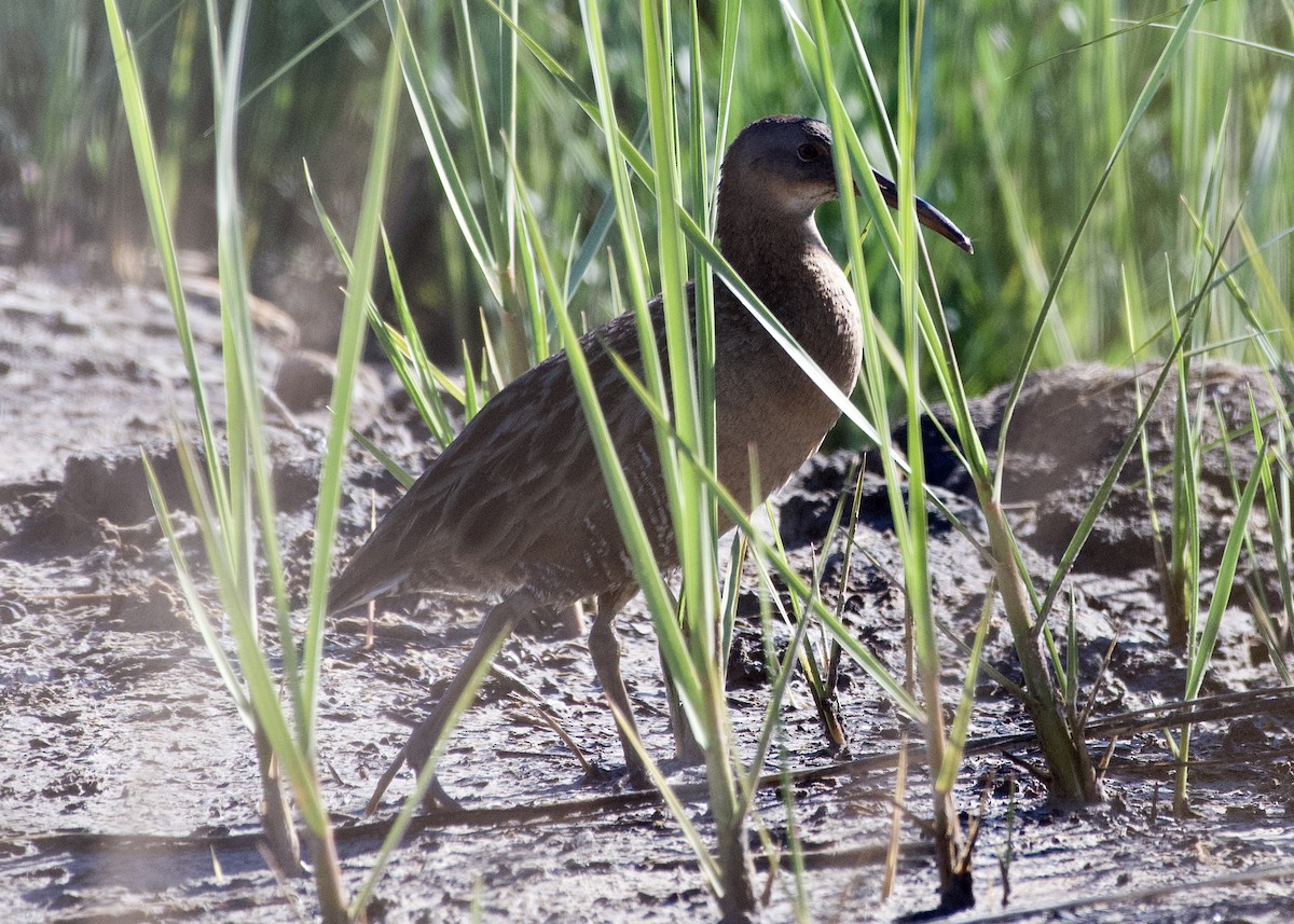 eBird Checklist - 8 Feb 2026 - ACBS Surveys ONLY - Singing River Island ...