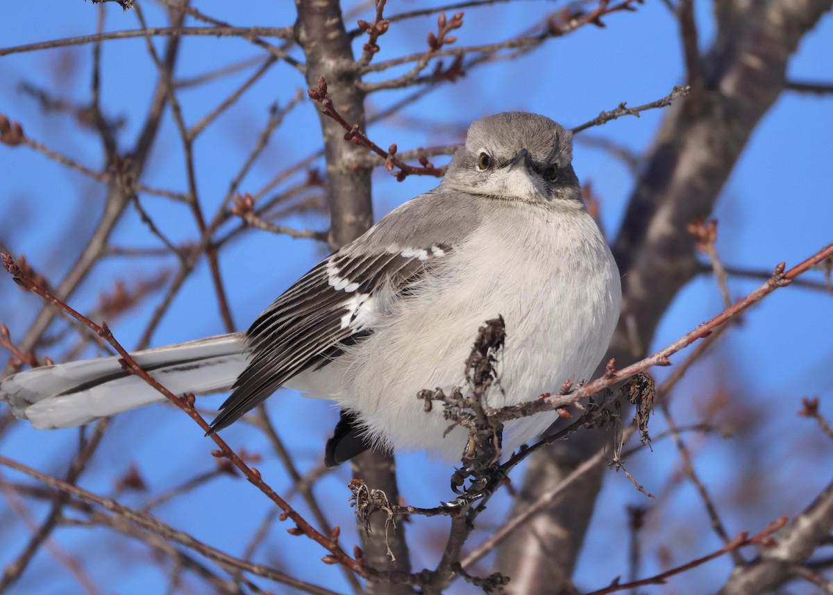 eBird Checklist - 31 Jan 2026 - Overpeck County Park--Henry Hoebel Area ...