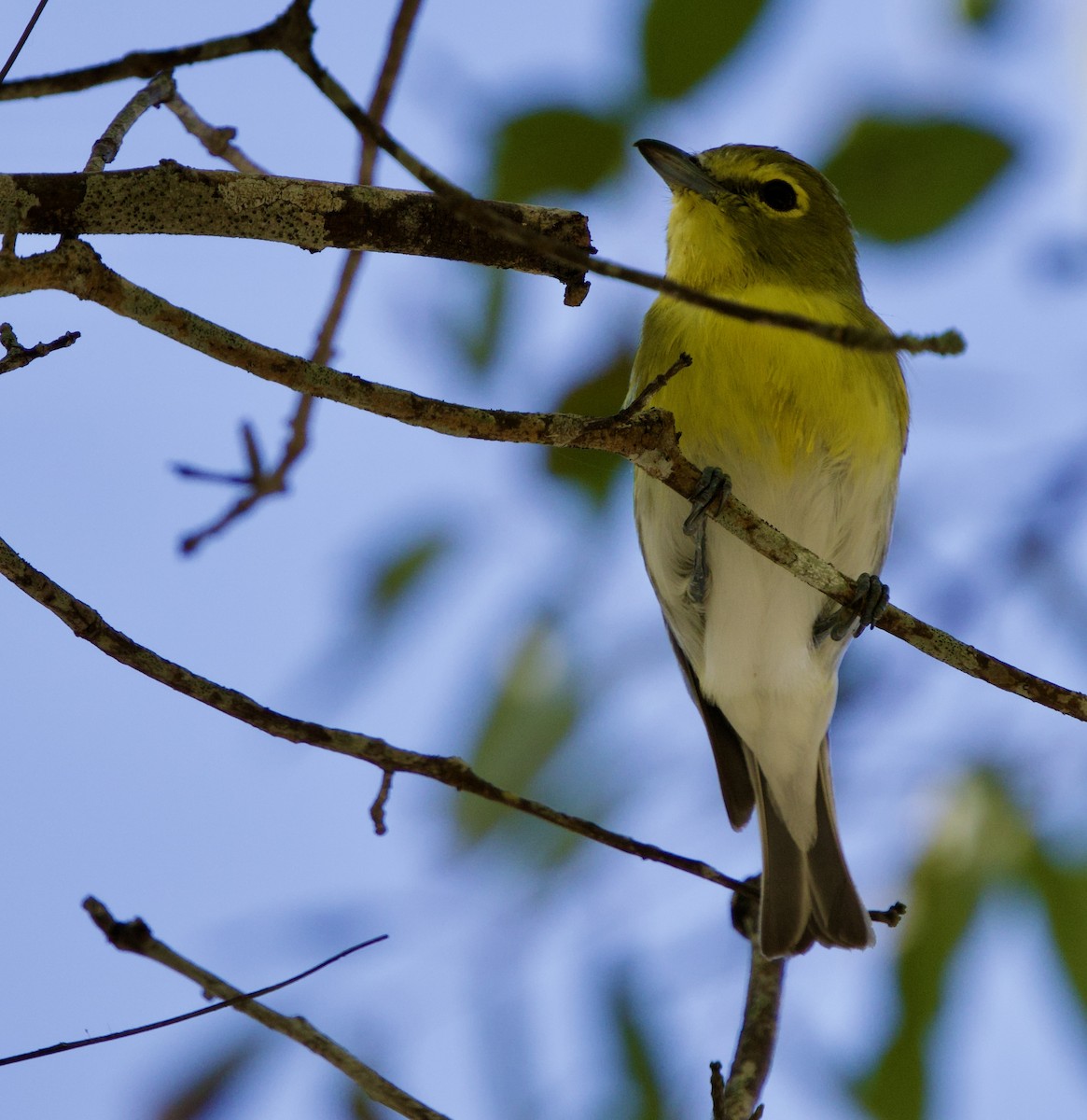 eBird Checklist - 8 Feb 2026 - Larry & Penny Thompson Park - 20 species