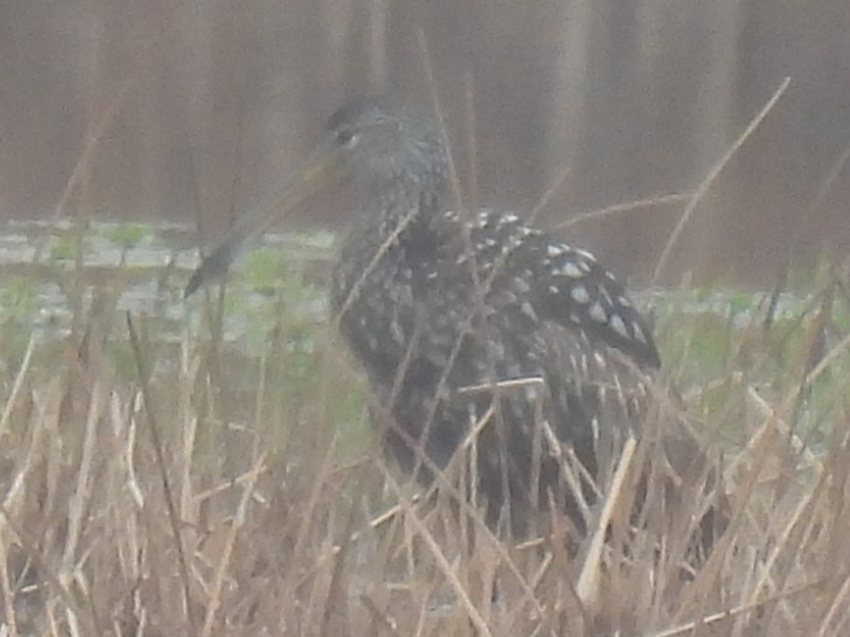 eBird Checklist - 8 Feb 2026 - El Franco Lee Park - 18 species