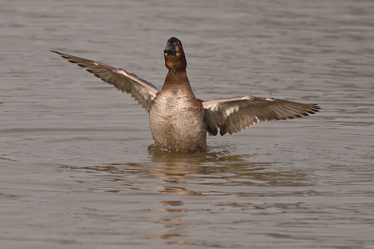 eBird Checklist - 9 Feb 2026 - mote majra lake mohali - 77 species