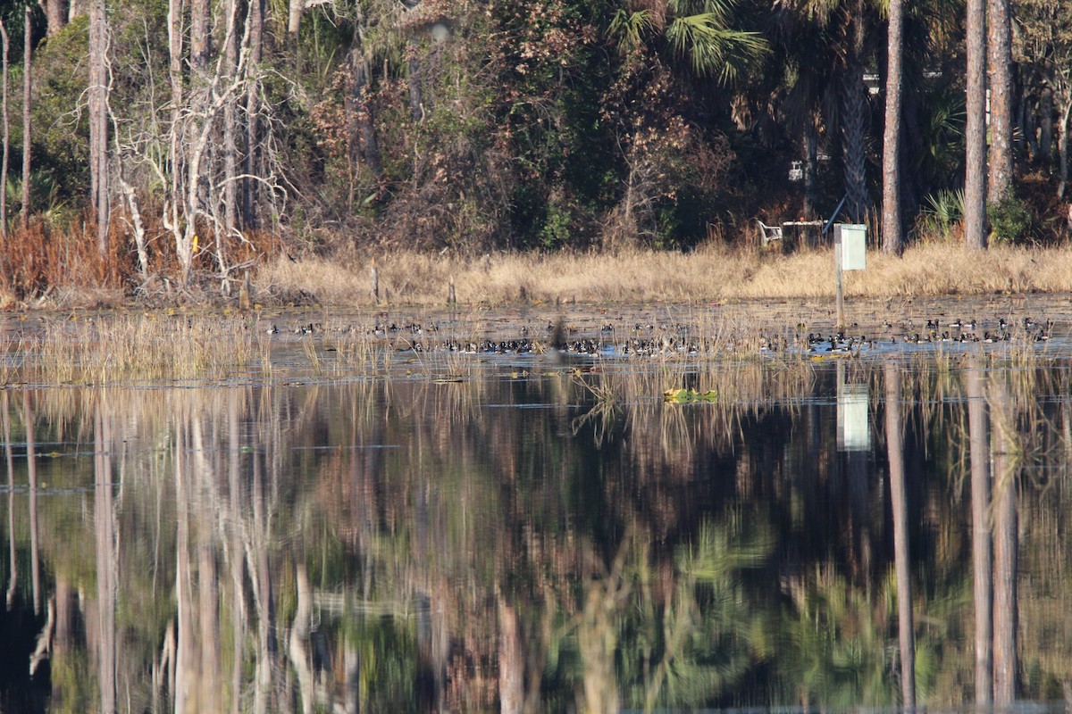eBird Checklist - 9 Feb 2026 - Lake Proctor Wilderness Area - 29 species