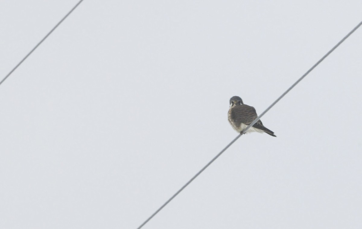 Pennsylvania Bird Atlas Checklist - 7 Feb 2026 - 185 Matt Dale's Road ...