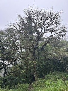 La Mesa, Coclé, Panama - eBird Hotspot