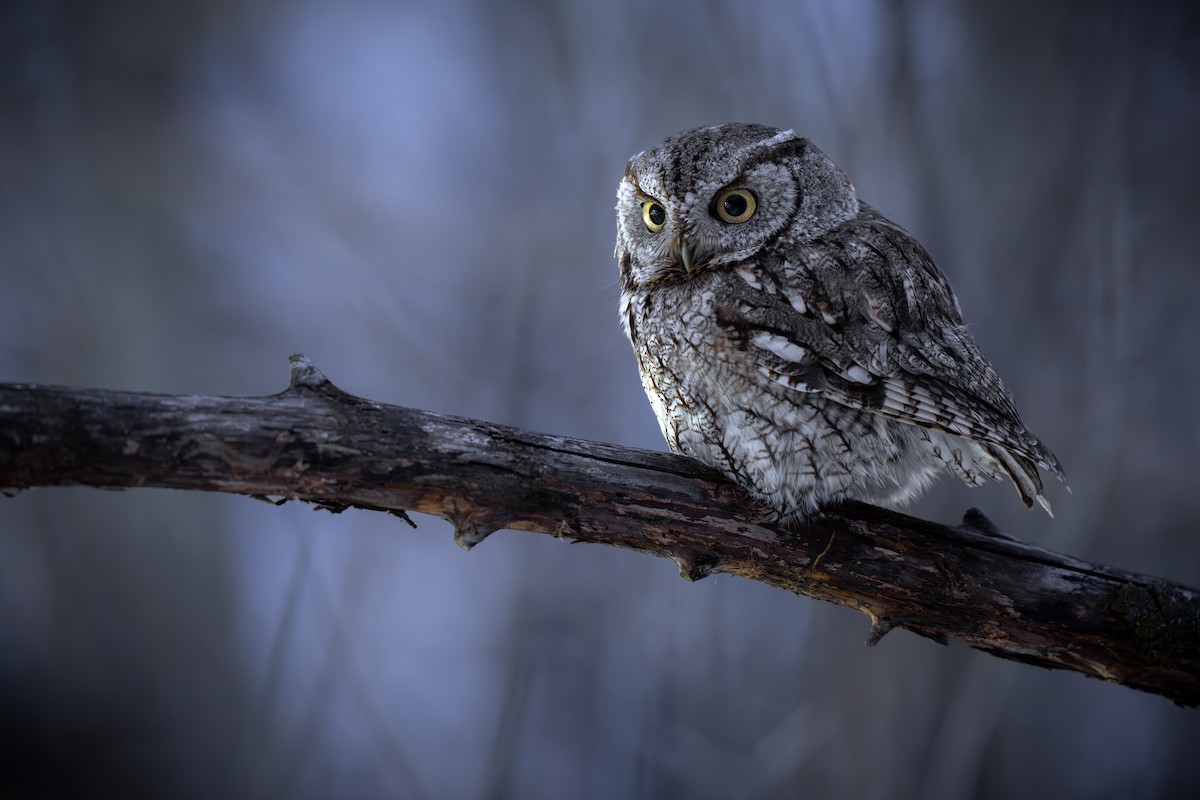 eBird Checklist - 8 Feb 2026 - Salt Creek Corridor, not precise ...