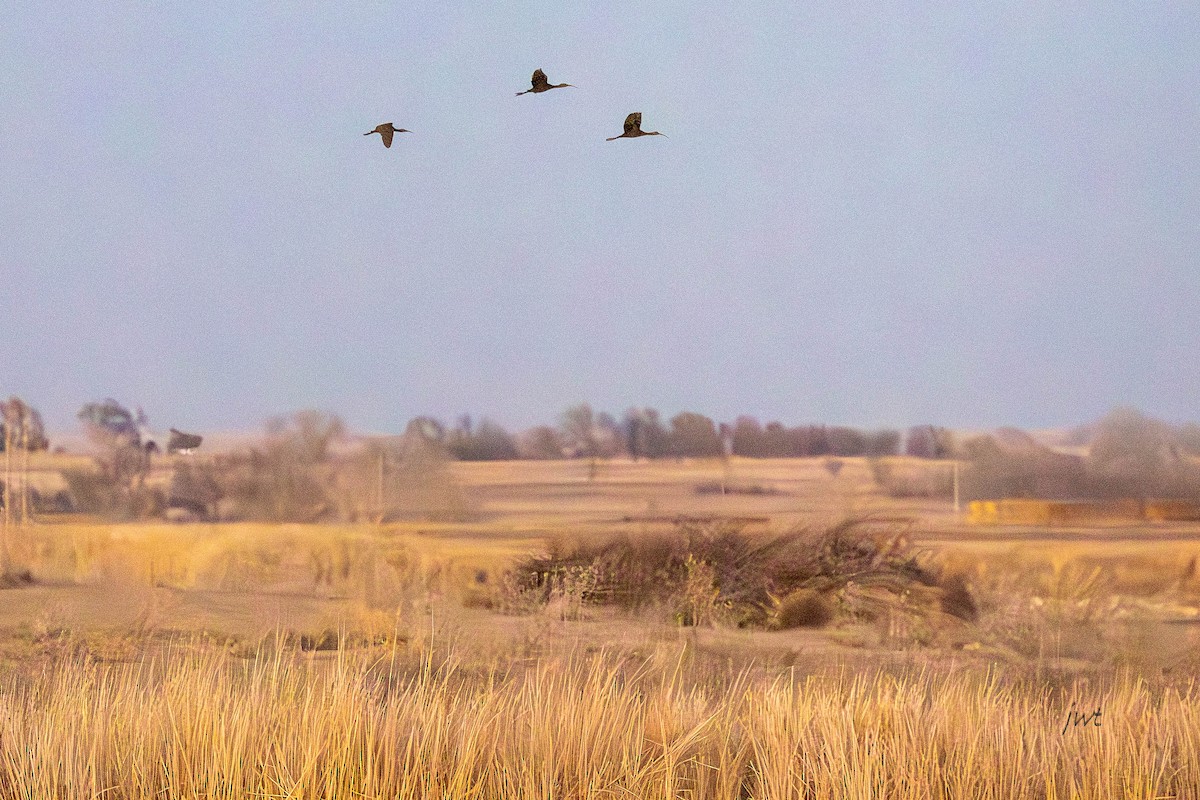 eBird Checklist - 9 Feb 2026 - Granada SWA--Midwestern Farms tract - 10 ...