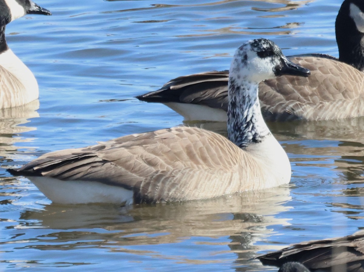 eBird Checklist - 31 Jan 2026 - NSPC Trenton outflow- Green's Pt. - 19 ...