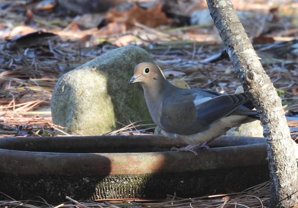 eBird Checklist - 10 Feb 2026 - My Backyard - 22 species