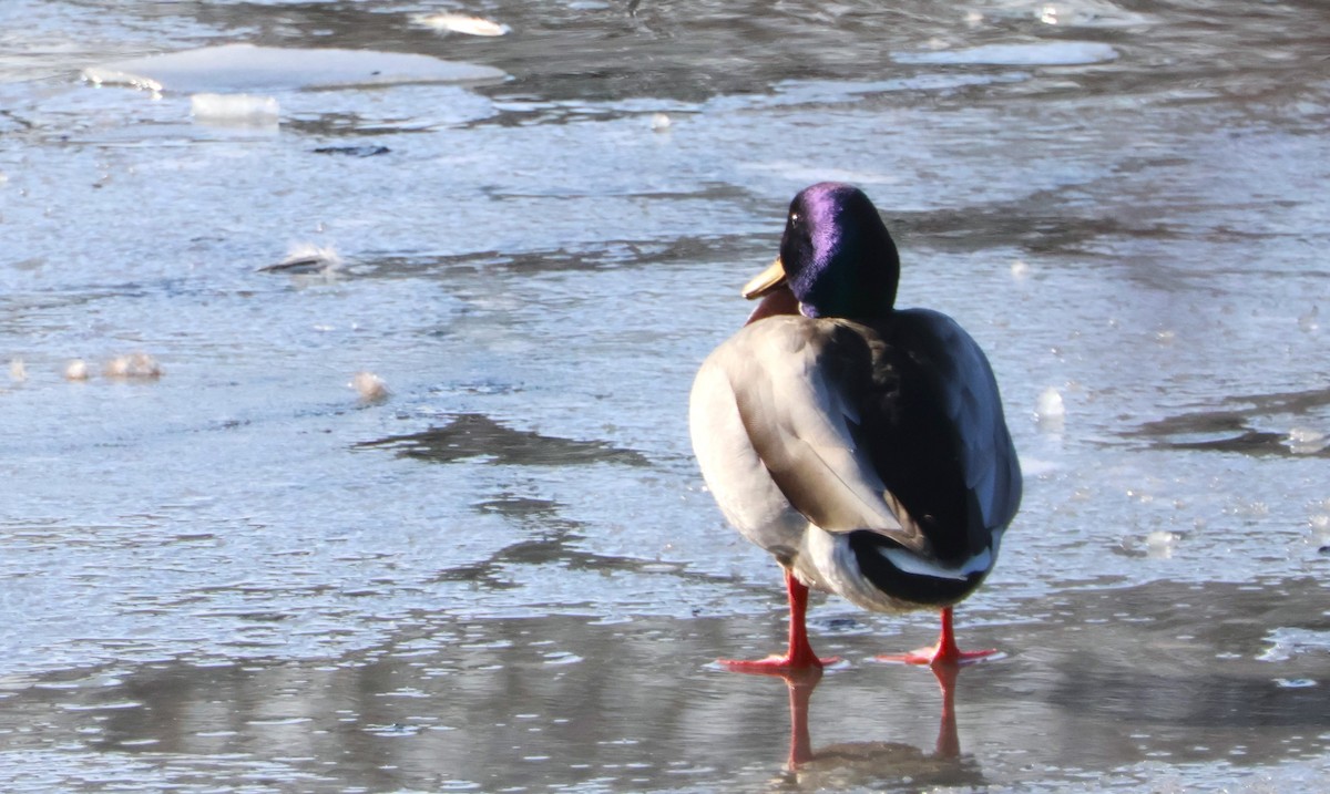 eBird Checklist - 10 Feb 2026 - Chicago Botanic Garden, Glencoe - 14 ...