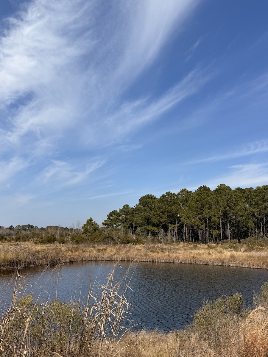 eBird Checklist - 10 Feb 2026 - Bear Island WMA (fall and winter ...