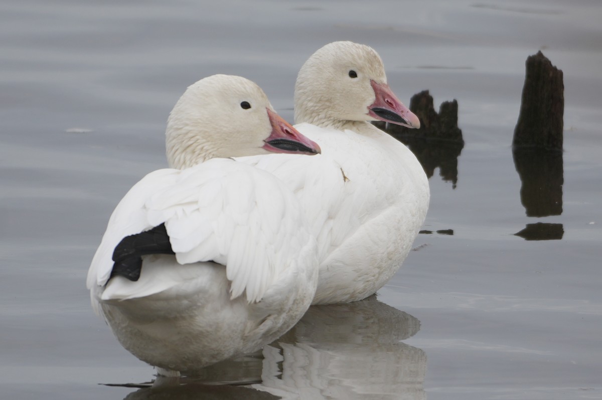 eBird Checklist - 10 Feb 2026 - Shark River - 20 species