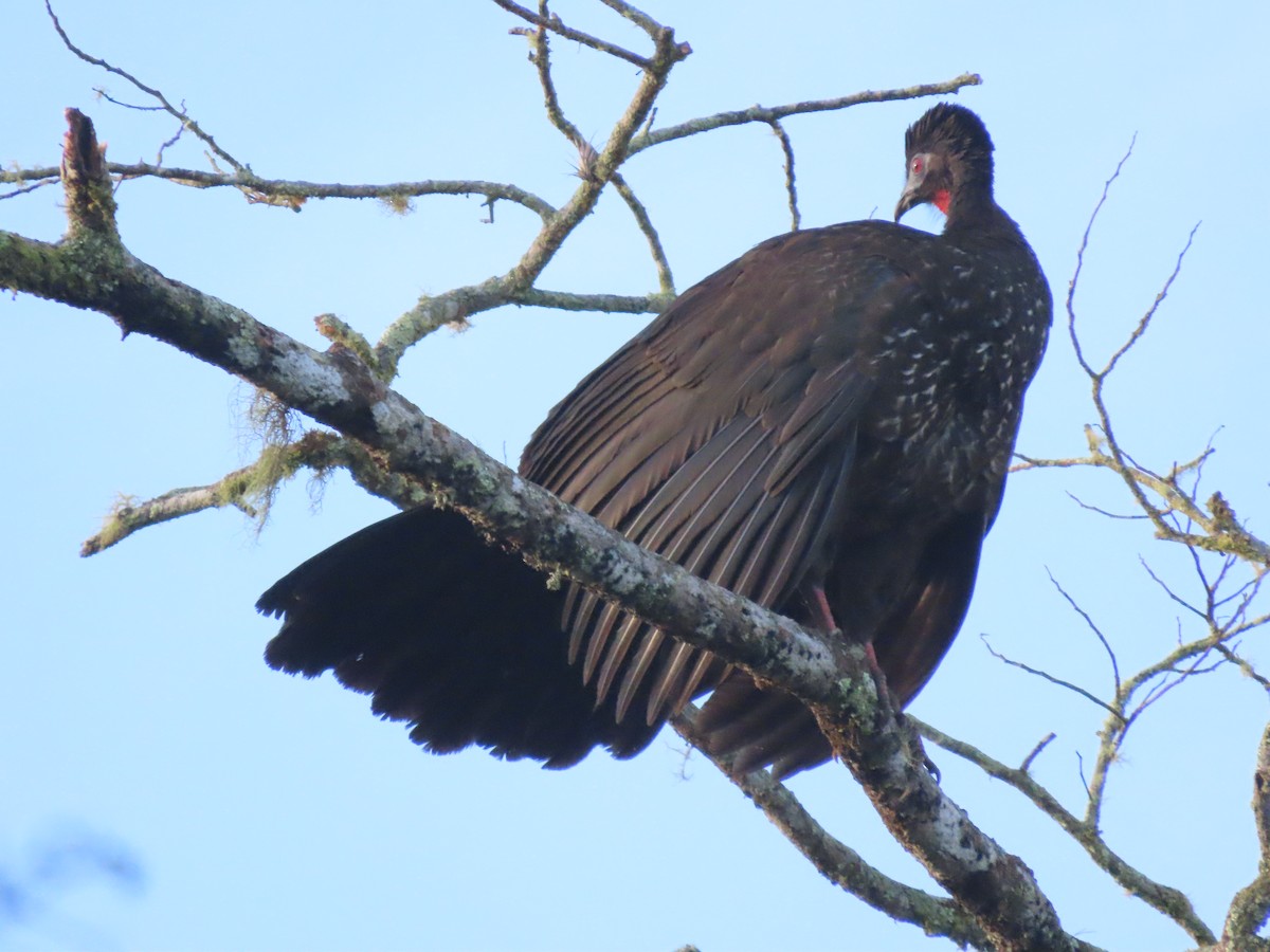 eBird Checklist - 26 Jan 2026 - Wilson Botanical Garden (OTS Las Cruces ...