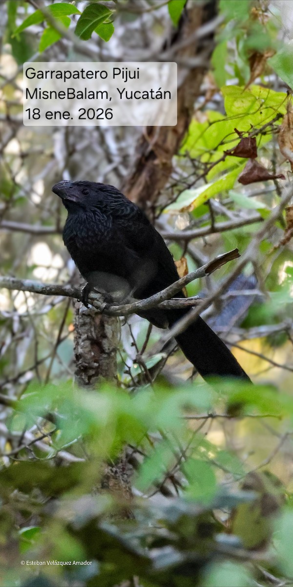 eBird Checklist - 22 Nov 2025 - Hacienda Misnébalam - 53 species (+2 ...