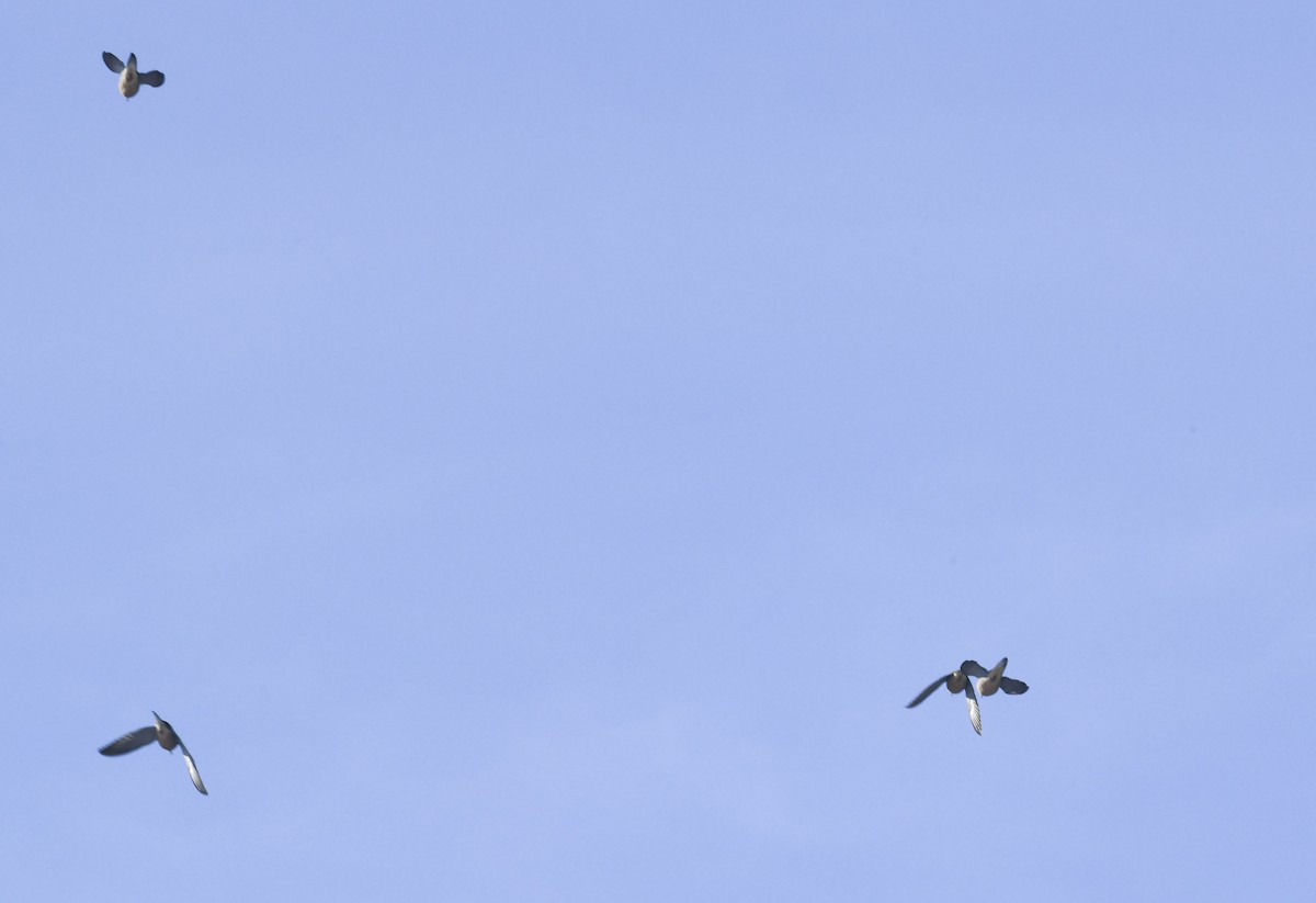 Pennsylvania Bird Atlas Checklist - 10 Feb 2026 - Rocky Mountain Road ...